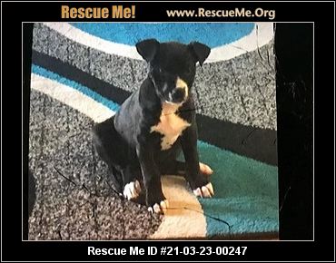 - Texas Mutt Rescue - ADOPTIONS - Rescue Me!