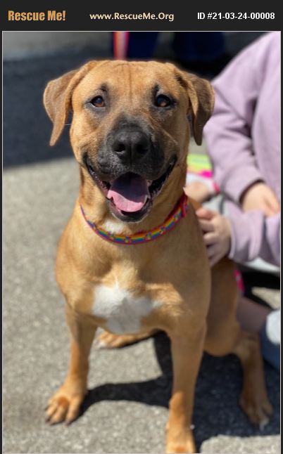 ADOPT 21032400008 ~ Rhodesian Ridgeback Rescue ~ Van Nuys, CA