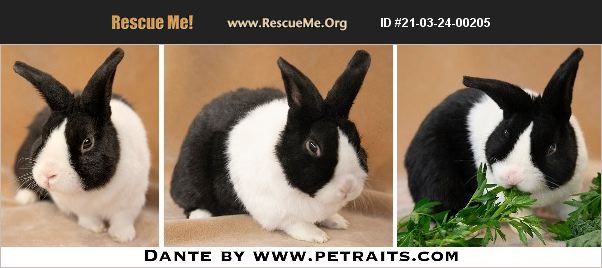 ADOPT 21032400205 ~ Rabbit Rescue ~ Chicago, IL