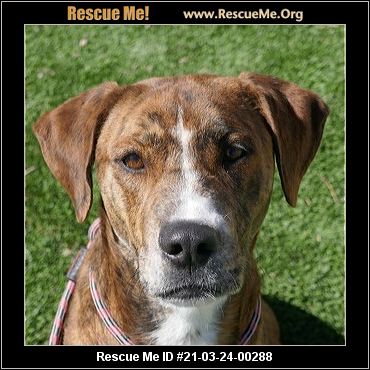 - Arizona Dog Rescue - ADOPTIONS - Rescue Me!