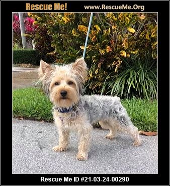- Florida Silky Terrier Rescue - ADOPTIONS - Rescue Me!