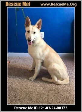 - Pennsylvania German Shepherd Rescue - ADOPTIONS - Rescue Me!