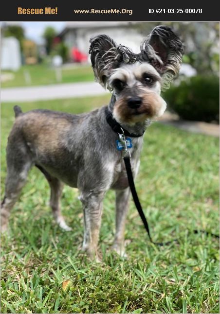 ADOPT 21032500078 ~ Schnauzer Rescue ~ Cape Coral, FL
