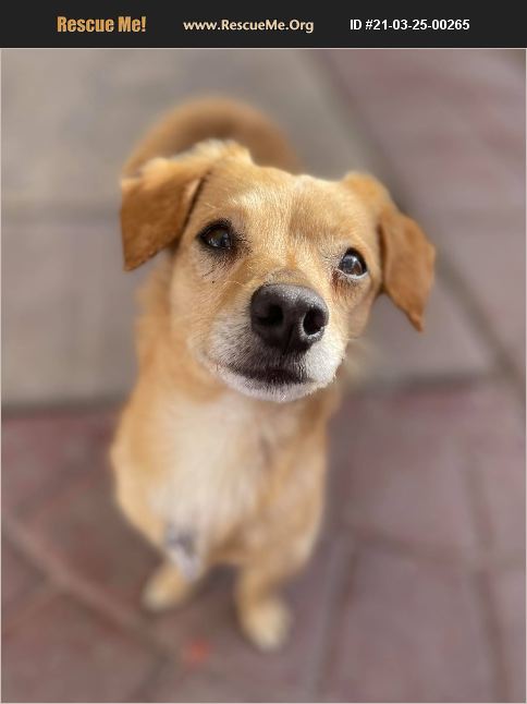 ADOPT 21032500265 ~ Corgi Rescue ~ Phoenix, AZ