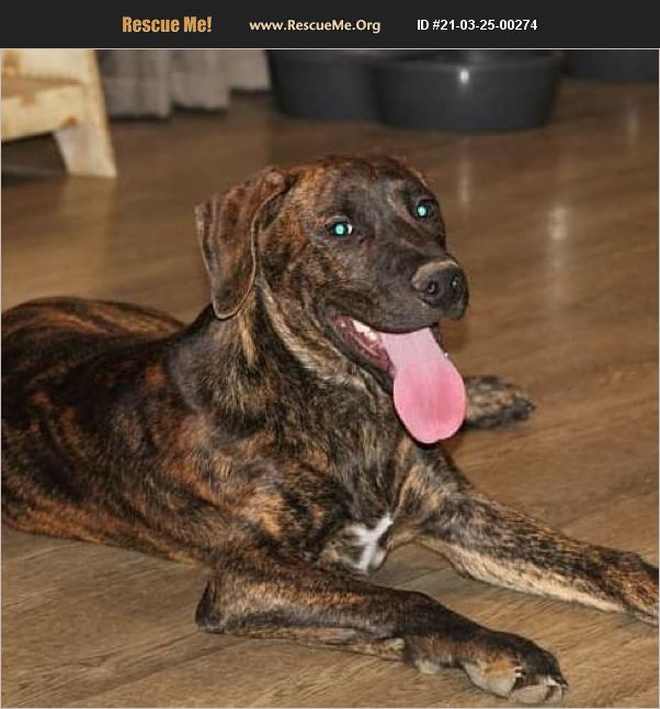 ADOPT 21032500274 ~ Mountain Cur Rescue ~ SAINT JOSEPH, LA
