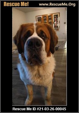 - California Saint Bernard Rescue - ADOPTIONS - Rescue Me!