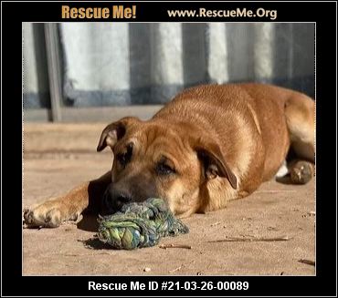 - Arizona Dog Rescue - ADOPTIONS - Rescue Me!