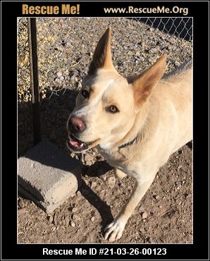 - New Mexico Dog Rescue - ADOPTIONS - Rescue Me!