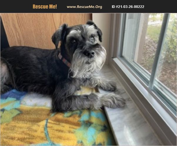ADOPT 21032600222 ~ Schnauzer Rescue ~ Deland, FL