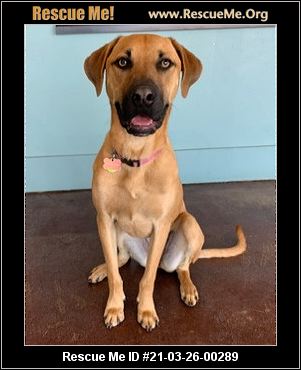 - Texas Bloodhound Rescue - ADOPTIONS - Rescue Me!