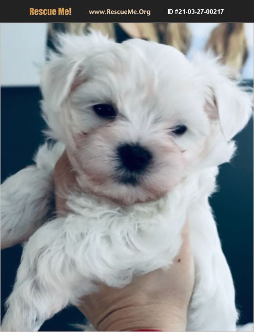 ADOPT 21032700217 ~ Maltese Rescue ~ Tamarac, FL