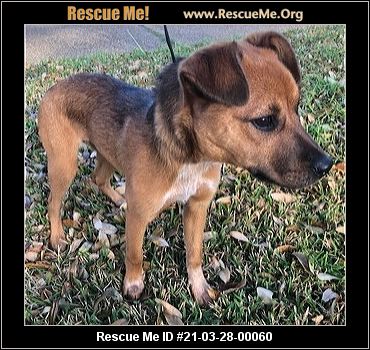 - Texas Mutt Rescue - ADOPTIONS - Rescue Me!