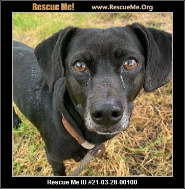 - Oregon Dog Rescue - ADOPTIONS - Rescue Me!