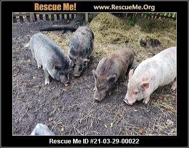 - Florida Farm Animal Rescue - ADOPTIONS - Rescue Me!
