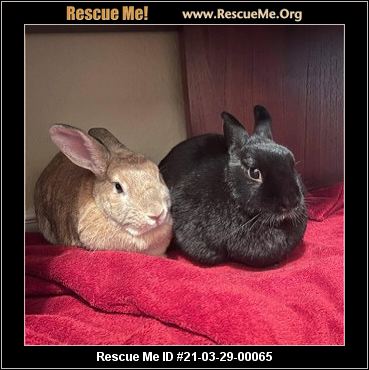 - Florida Rabbit Rescue - ADOPTIONS - Rescue Me!