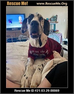- Texas Great Dane Rescue - ADOPTIONS - Rescue Me!