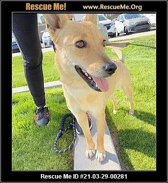 - Arizona Dog Rescue - ADOPTIONS - Rescue Me!