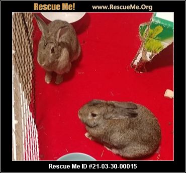 - California Rabbit Rescue - ADOPTIONS - Rescue Me!