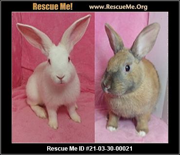 - California Rabbit Rescue - ADOPTIONS - Rescue Me!