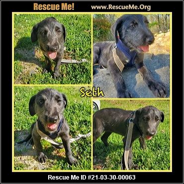 - Mercy Rescue Haven - SC - AVAILABLE PETS
