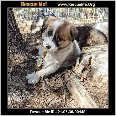 - Arizona Dog Rescue - ADOPTIONS - Rescue Me!