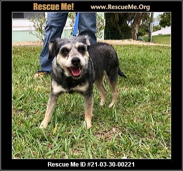 - Florida Schnauzer Rescue - ADOPTIONS - Rescue Me!