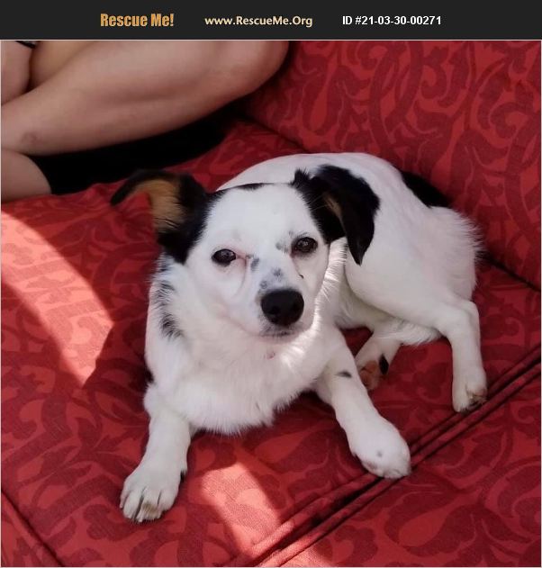 ADOPT 21033000271 ~ Jack Russell Rescue ~ Yorktown, VA