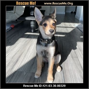 - Rhode Island Dog Rescue - ADOPTIONS - Rescue Me!