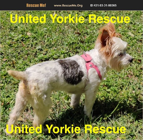 ADOPT 21033100365 ~ Yorkie Rescue ~ Orlando, FL