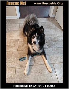 - Michigan Siberian Husky Rescue - ADOPTIONS - Rescue Me!