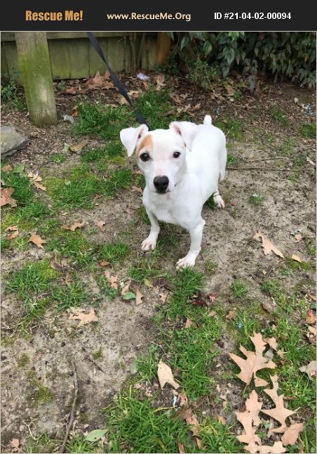 ADOPT 21040200094 ~ Jack Russell Rescue ~ Virginia Beach, VA
