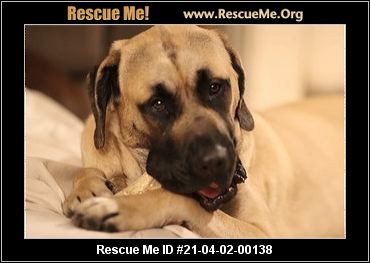 - Massachusetts Mastiff Rescue - ADOPTIONS - Rescue Me!