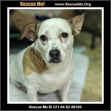 - Florida Jack Russell Rescue - ADOPTIONS - Rescue Me!