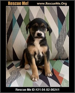 - Texas Mutt Rescue - ADOPTIONS - Rescue Me!