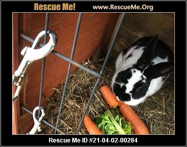 - New Jersey Rabbit Rescue - ADOPTIONS - Rescue Me!