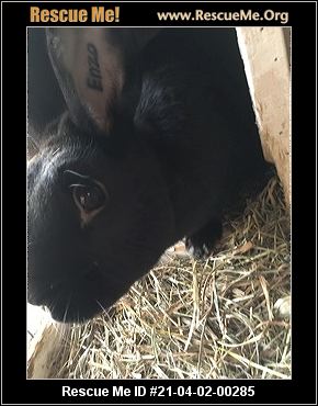- New Jersey Rabbit Rescue - ADOPTIONS - Rescue Me!