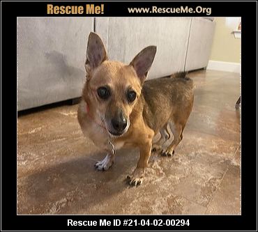 - Arizona Pomeranian Rescue - ADOPTIONS - Rescue Me!