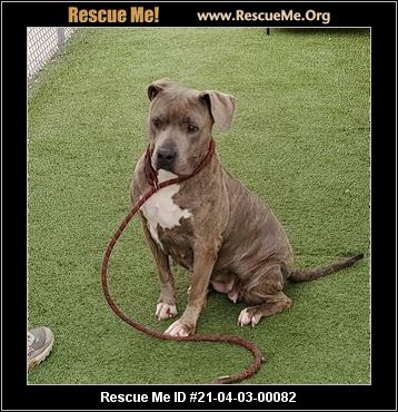 - Arizona Pit Bull Rescue - ADOPTIONS - Rescue Me!
