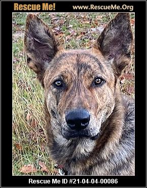 - Florida Dutch Shepherd Rescue - ADOPTIONS - Rescue Me!