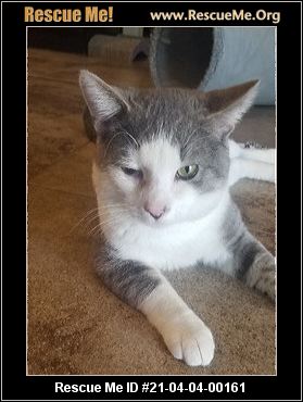 - Arizona Cat Rescue - ADOPTIONS - Rescue Me!