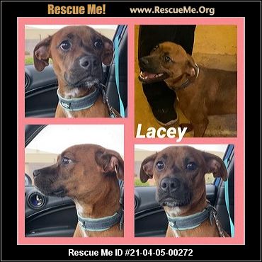 - Arizona Dog Rescue - ADOPTIONS - Rescue Me!