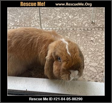 - Florida Rabbit Rescue - ADOPTIONS - Rescue Me!
