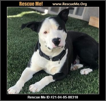 - Arizona Pit Bull Rescue - ADOPTIONS - Rescue Me!