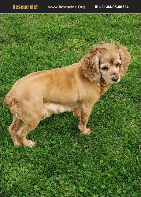 ADOPT 21040500324 ~ Cocker Spaniel Rescue ~ Denver, IN