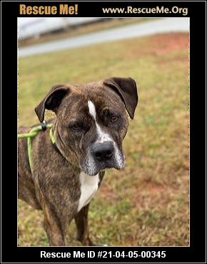 - Georgia Boxer Rescue - ADOPTIONS - Rescue Me!