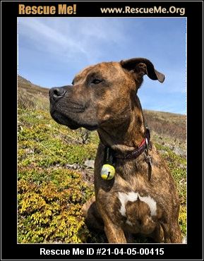 - Alaska Dog Rescue - ADOPTIONS - Rescue Me!