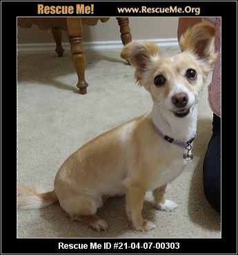 - Texas Mutt Rescue - ADOPTIONS - Rescue Me!