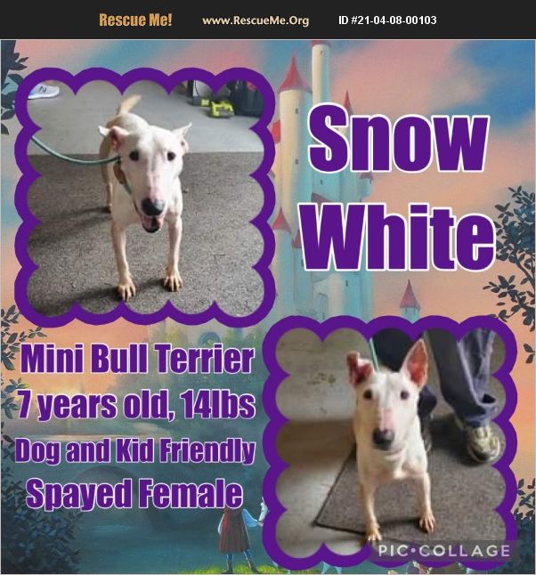 ADOPT 21040800103 ~ Miniature Bull Terrier Rescue ~ Brewster, NY