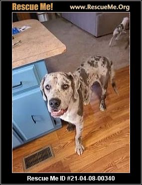 - Texas Great Dane Rescue - ADOPTIONS - Rescue Me!