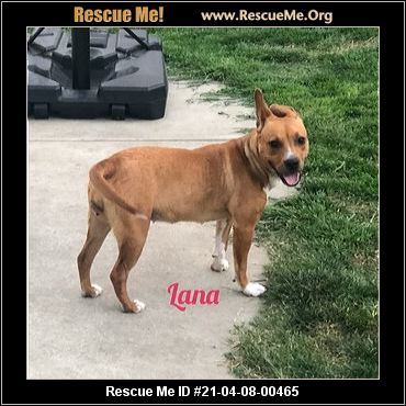 - California Bull Terrier Rescue - ADOPTIONS - Rescue Me!